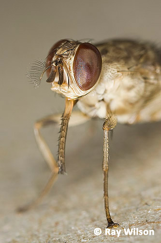 Ray Wilson's Bird & Wildlife Photography : Arthropod Vectors of Human Diseases Tsetse Flies ...